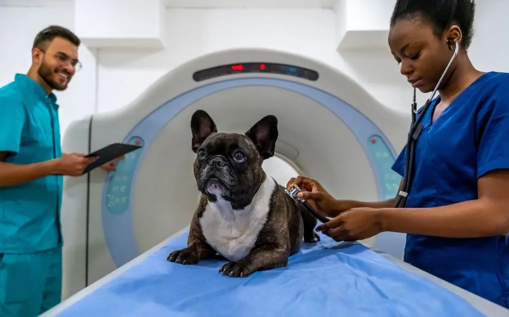 I-Powered Dog MRI Analysis for Veterinary Imaging