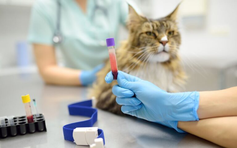 What Do Cat Blood Tests Show? AI-Assisted Interpretation for Feline Health