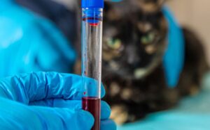 Interpreting Cat Blood Test Results: A Comprehensive Guide for Feline ...