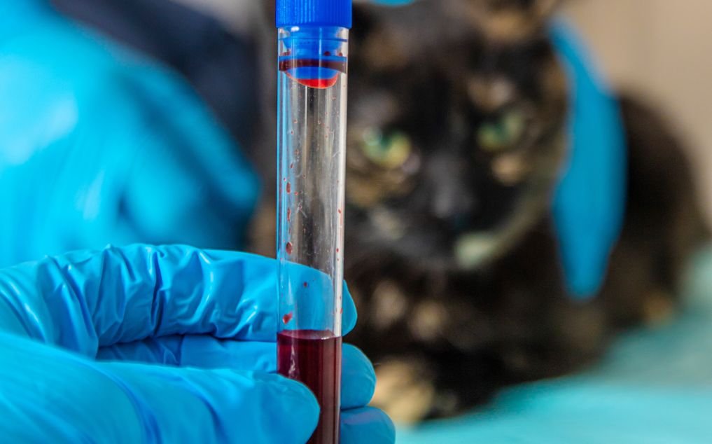 Interpreting Cat Blood Test Results: A Comprehensive Guide for Feline ...