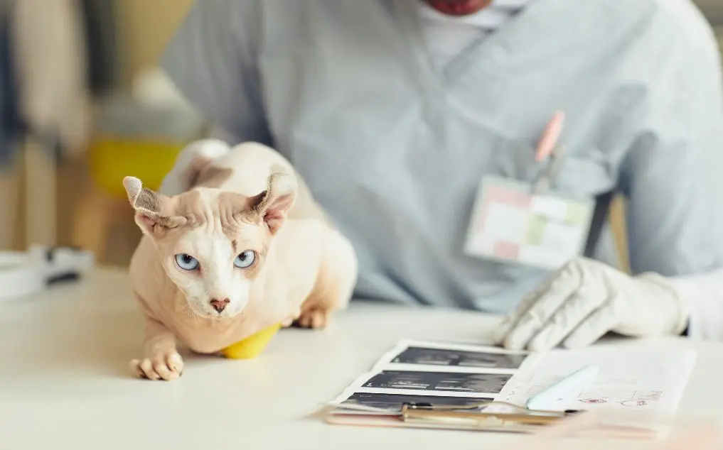 Interpreting Cat Blood Test Results: A Comprehensive Guide for Feline ...