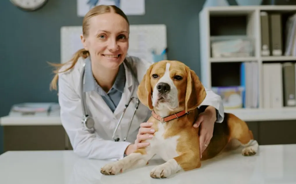 Travel Pet Health Checklist: Ensure Safe Trips | CompanAIn