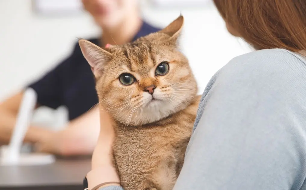 What Does It Mean If My Cat's Pee Is Acidic? Understanding Feline ...