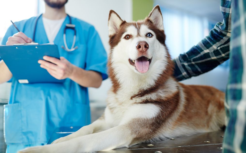 Dog Symptom Checker: AI-Powered Health Guidance for Your Pet