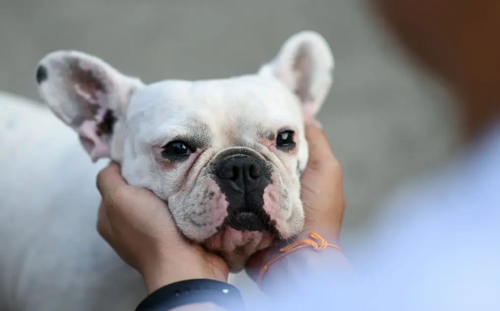 The Agentic AI Pet Symptom Checker: 24/7 Veterinary Intelligence