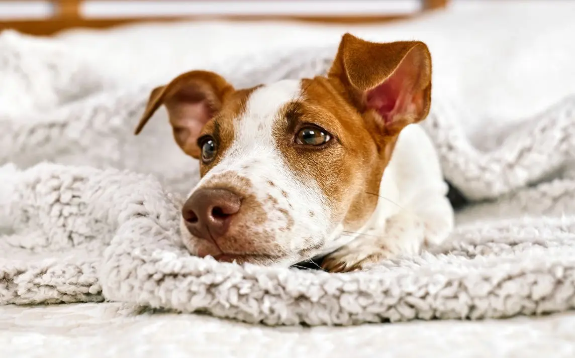 Detecting Fever in Dogs: Physical Markers Every Owner Should Know