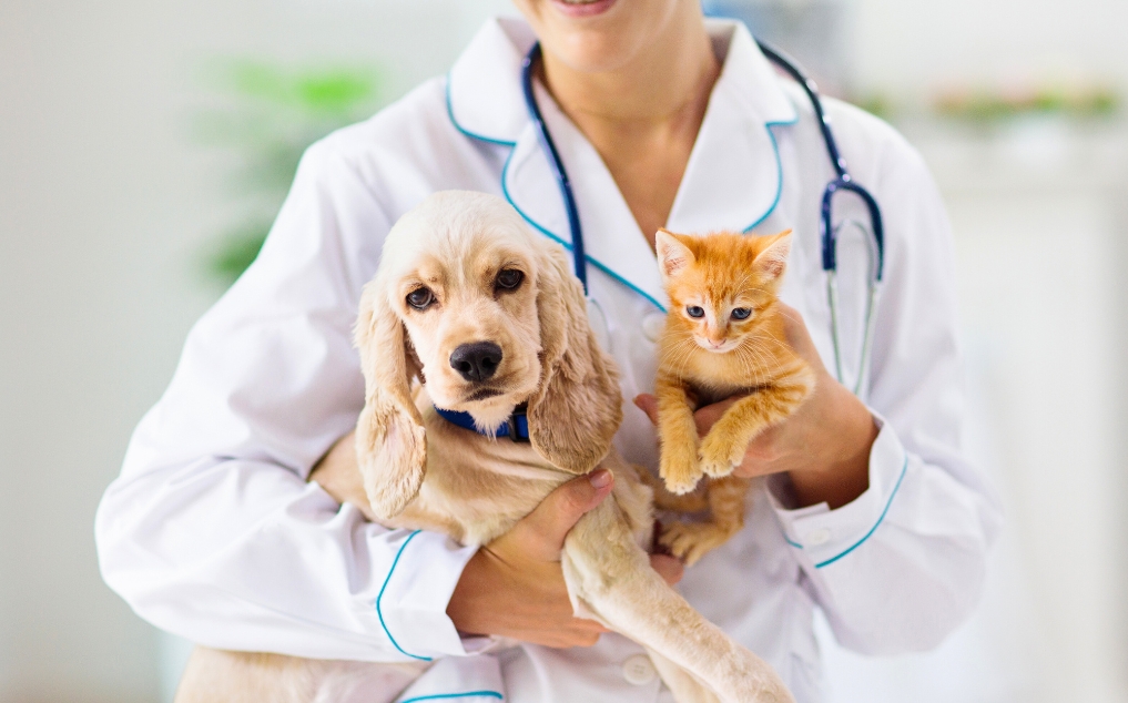 Integrative & Alternative Animal Therapies FAQ: What Dog, Cat & Horse ...